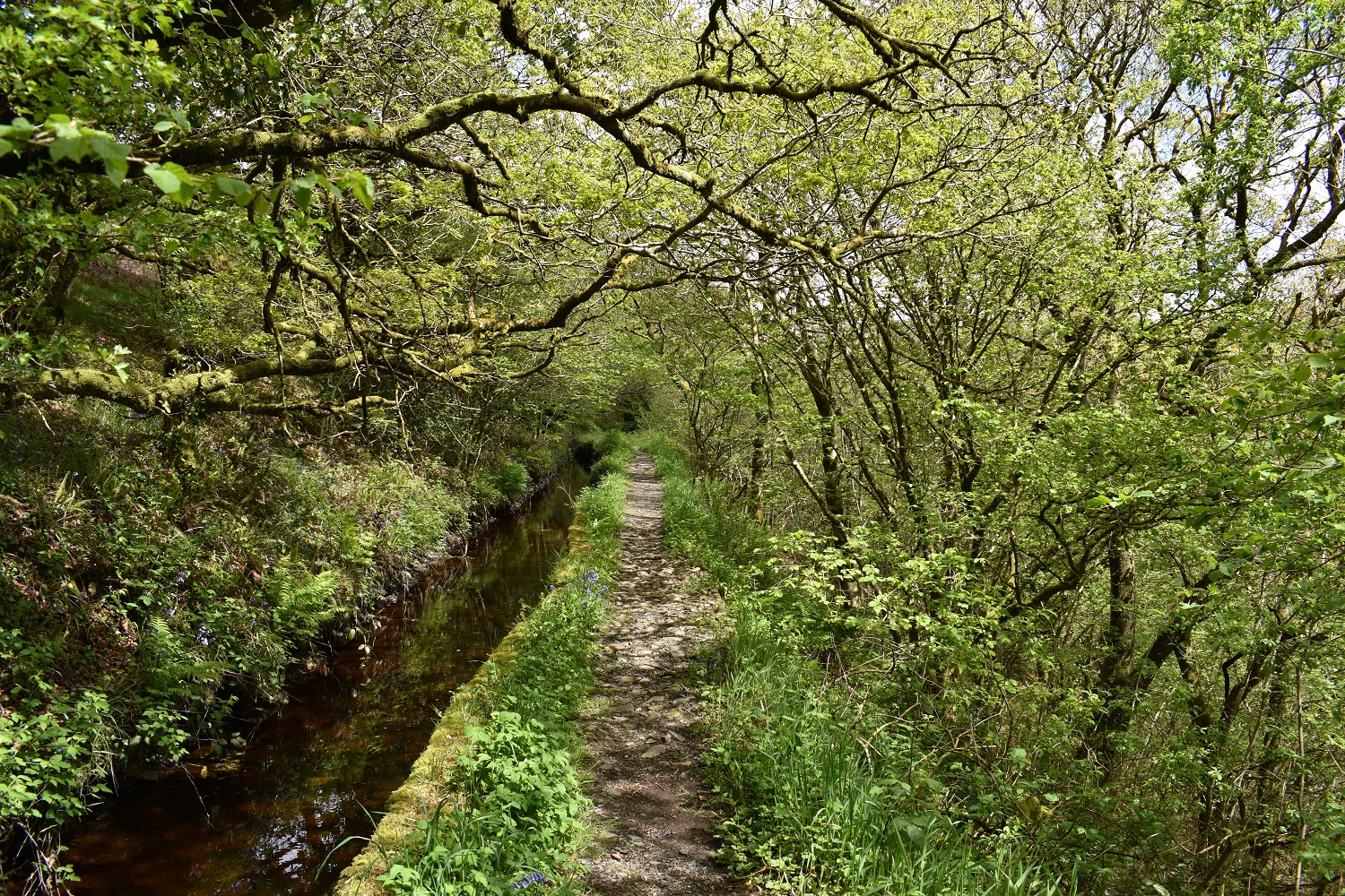 Wheal Friendship leat | treksandtors