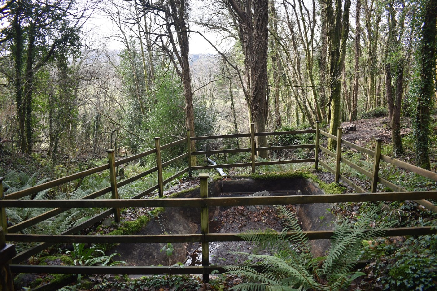 East Dartmoor, Shaptor Woods and Trenchford Tor | treksandtors