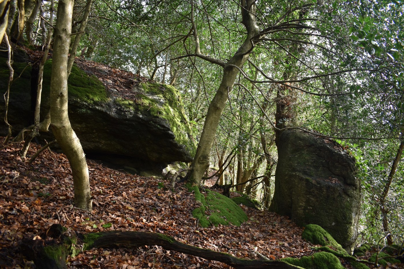 East Dartmoor, Shaptor Woods and Trenchford Tor | treksandtors