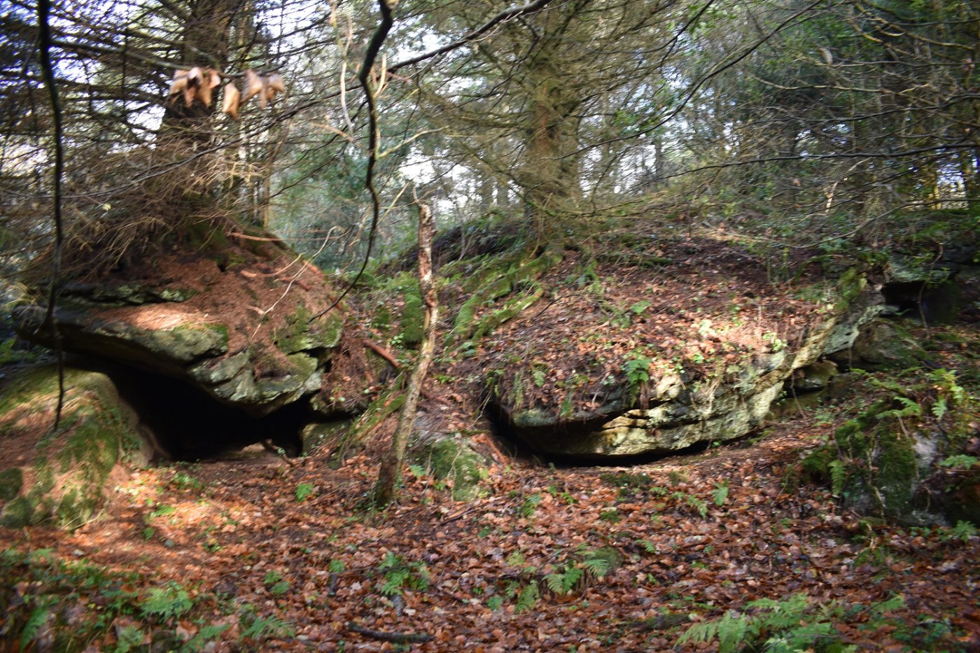 East Dartmoor, Shaptor Woods and Trenchford Tor | treksandtors