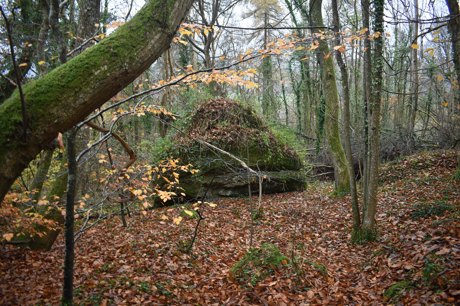 Higher Knowle Wood Tor | treksandtors