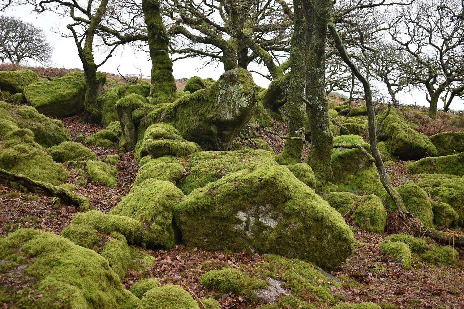 Rook Tor | treksandtors