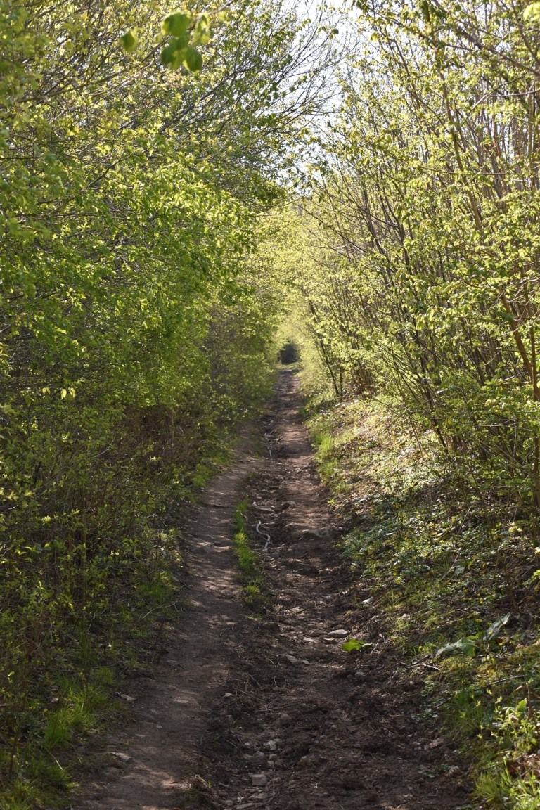 Templer Way, Yarner Woods and Knowle Rocks | treksandtors