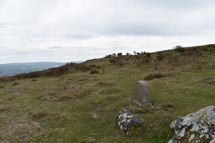 Holwell Bluebells and Haytor | treksandtors