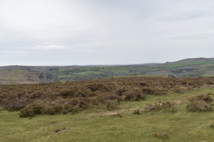 Holwell Bluebells and Haytor | treksandtors