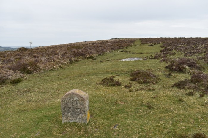 Holwell Bluebells and Haytor | treksandtors