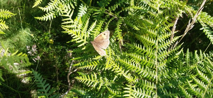 Shilley Pool and Shilstone Tor | treksandtors