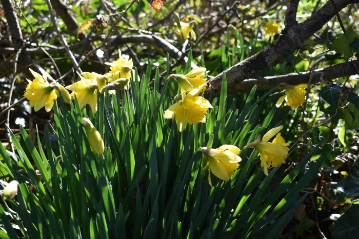 Bigbury, Hoist Point and Ayrmer Cove | treksandtors