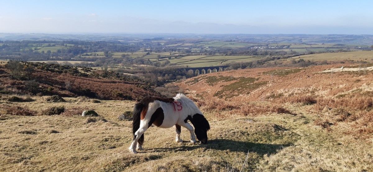Lake Viaduct, Great Nodden and Sourton Tor | treksandtors
